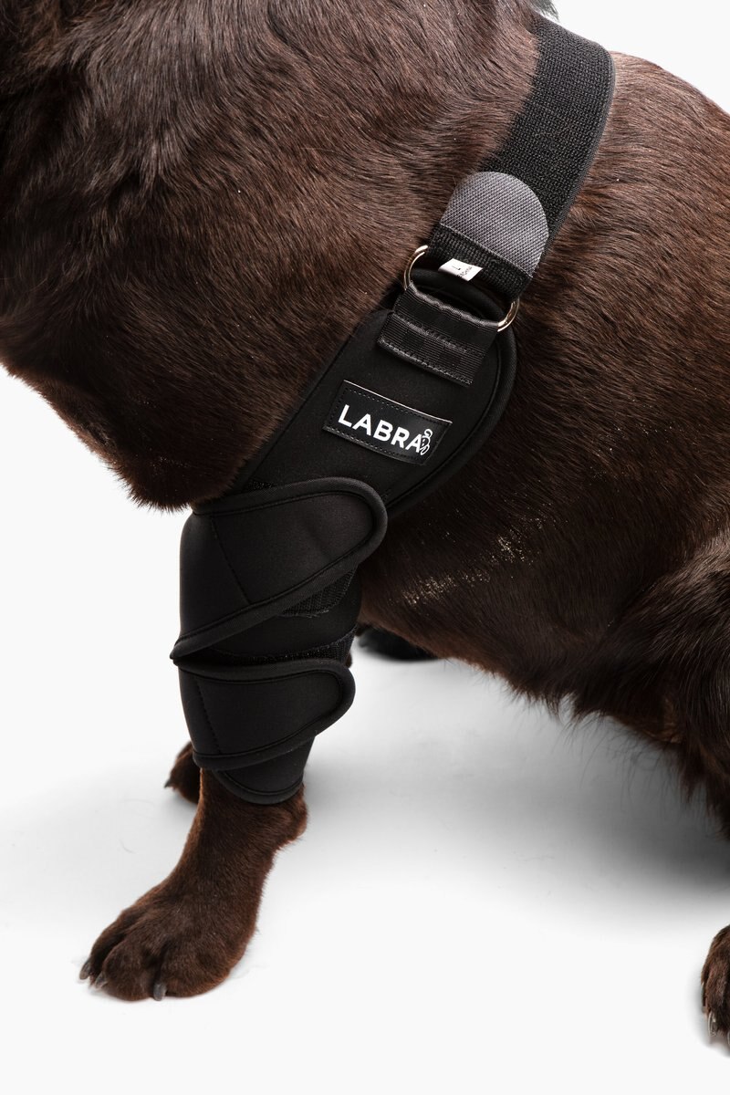 LABRA Canine Shoulder Elbow Brace Right Leg Dog Wrap, Small - Chewy.com