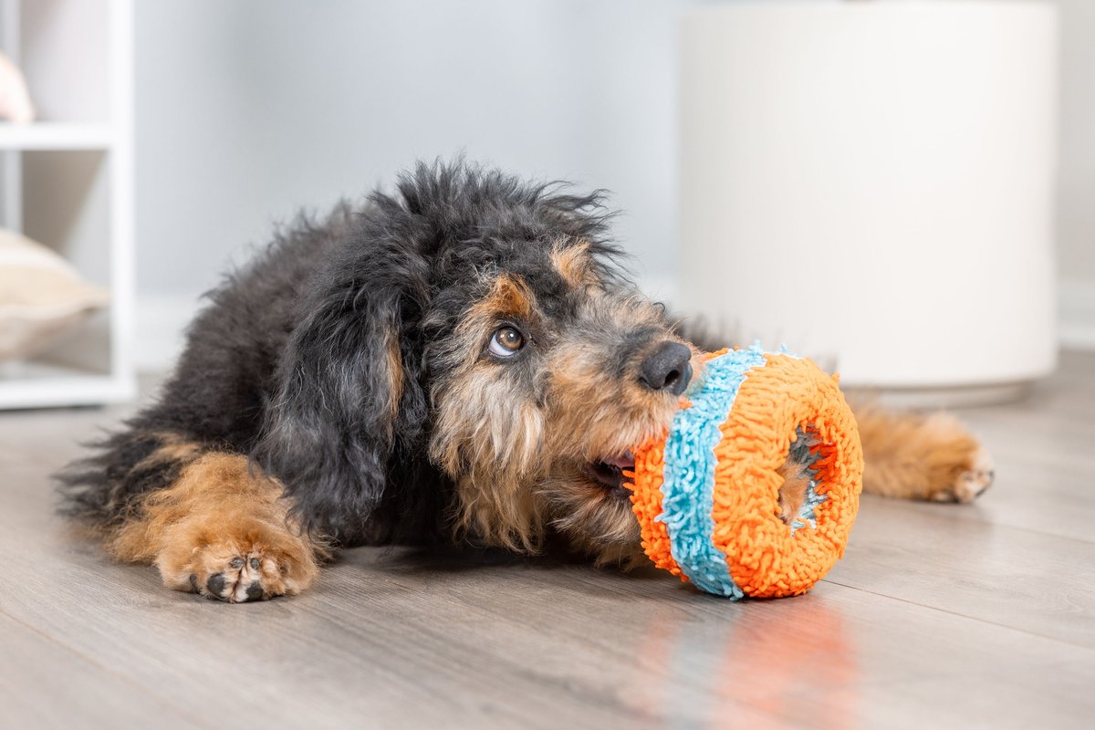 CHUCKIT! Indoor Roller Dog Toy - Chewy.com