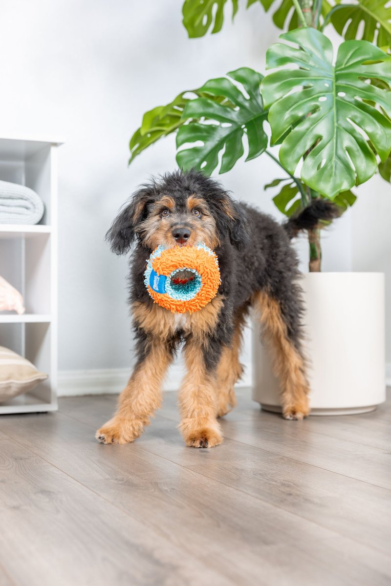 CHUCKIT! Indoor Roller Dog Toy - Chewy.com