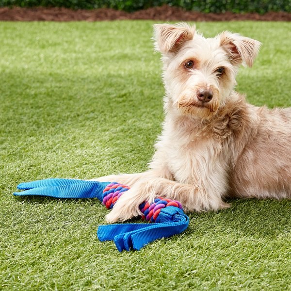 KONG Tugga Wubba Dog Toy, Color Varies, X-Large - Chewy.com