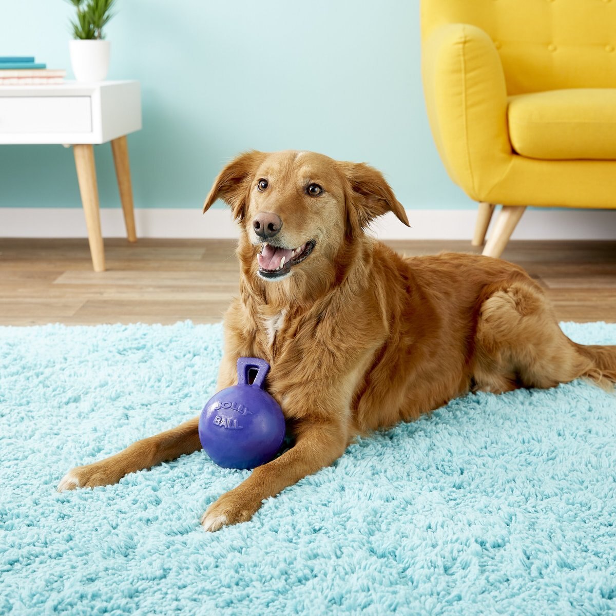 Discontinued - JOLLY PETS Tug-n-Toss Dog Toy, Purple, 4.5-in - Chewy.com