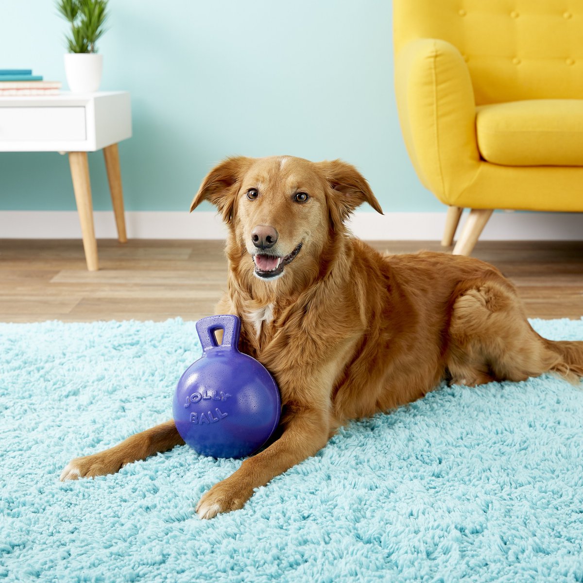 JOLLY PETS Tug-n-Toss Dog Toy, Purple, 6-in - Chewy.com