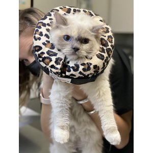 10 Best Cat Cones & Recovery Collars 2025: According to Reviews | Chewy