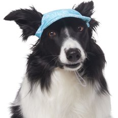 DOG HATS FOR LARGE DOGS (Free Shipping) | Chewy