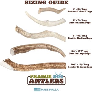 10 Best Dog Antlers 2025: According to Reviews | Chewy