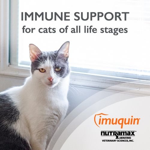 NUTRAMAX Imuquin with Beta Glucans, Marine Lipids, Vitamins & Minerals ...