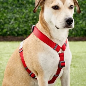 10 Best Back Clip Dog Harnesses 2024: According to Reviews | Chewy