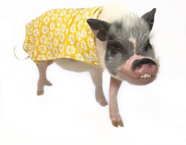 Discontinued - MORTY'S PIG CLOTHES Summer Sun Cloak UV Protection Mini ...