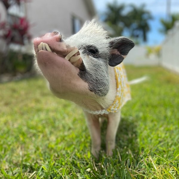 Discontinued - MORTY'S PIG CLOTHES Summer Sun Cloak UV Protection Mini ...