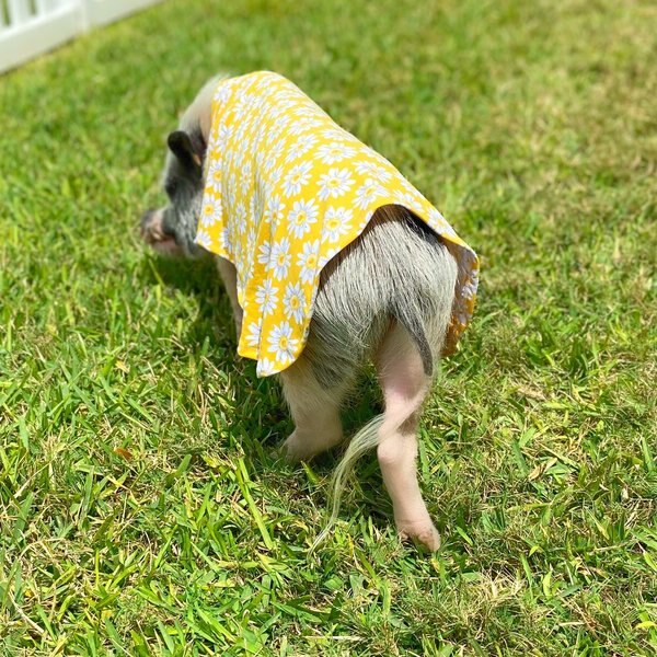 Discontinued - MORTY'S PIG CLOTHES Summer Sun Cloak UV Protection Mini ...