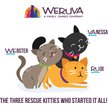 WERUVA Cats in the Kitchen Lamb Burgini Lamb Au Jus Grain-Free Wet Cat ...