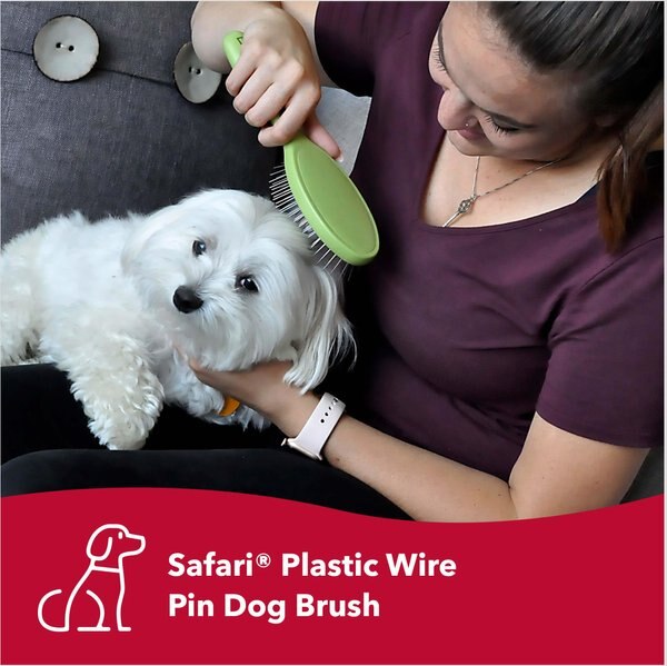 SAFARI Wire Pin Brush for Dogs, Large - Chewy.com