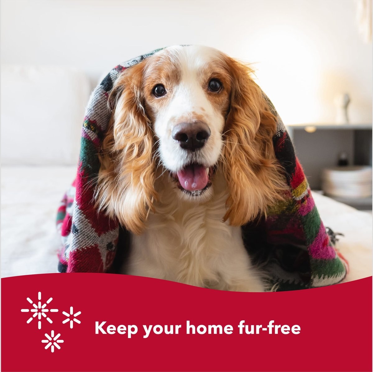 SAFARI Wire Pin Brush for Dogs, Large - Chewy.com