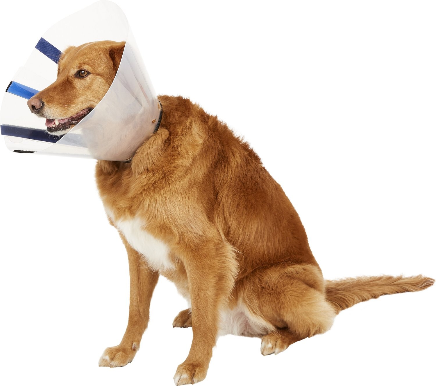 KONG EZ Clear Collar for Dogs & Cats, X-Large - Chewy.com