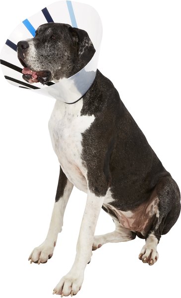 KONG EZ Clear Collar for Dogs & Cats, King - Chewy.com