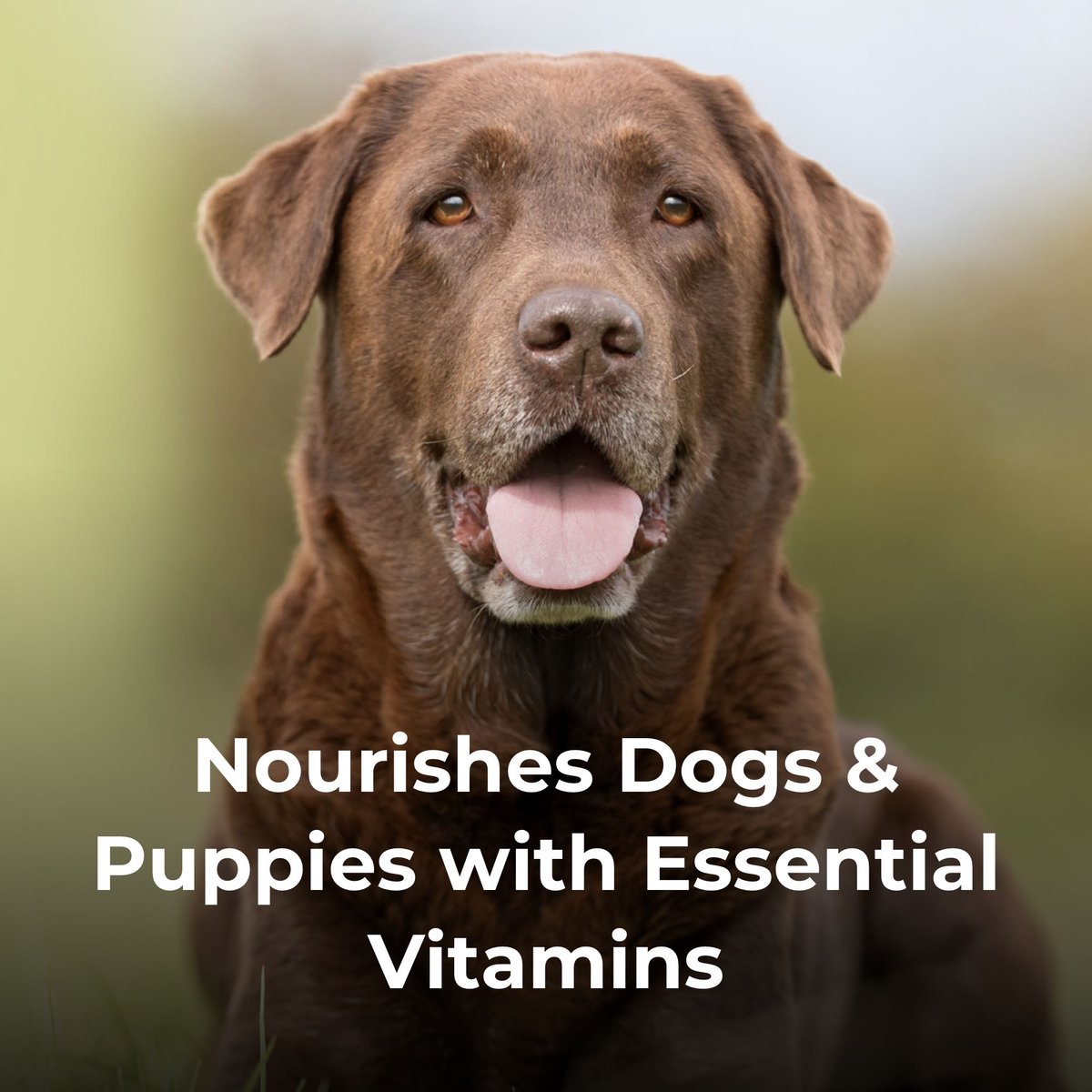 PETAG Dyne PRO HG Healthy Gut Liquid Supplement for Dogs, 32-fl oz ...