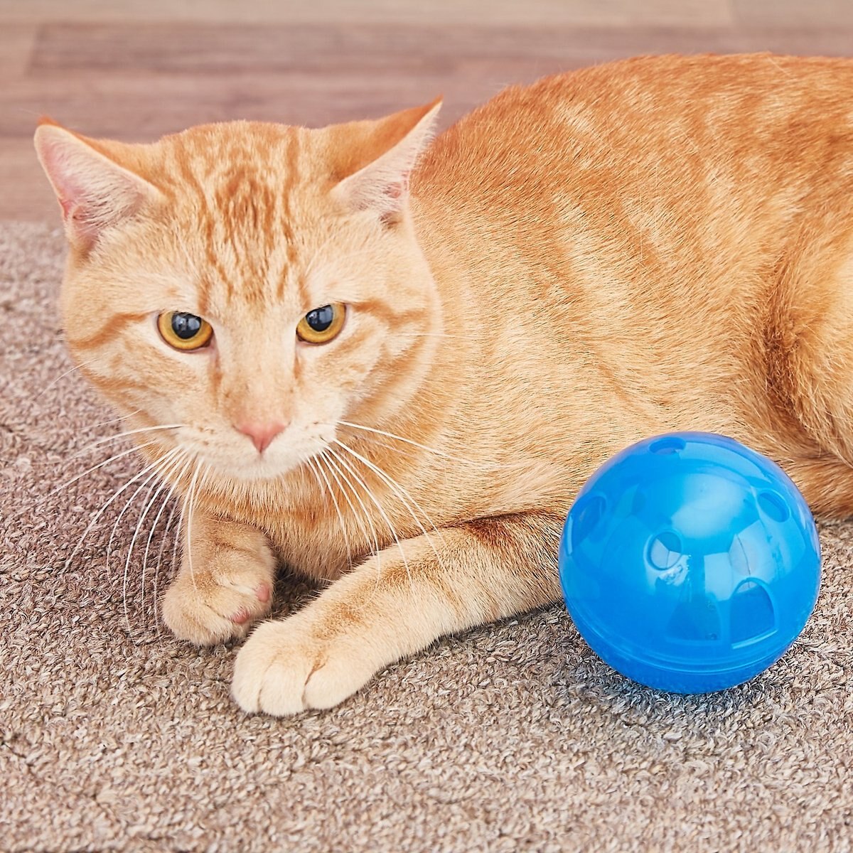 PETSAFE SlimCat Interactive Cat Feeder, Blue, 0.66-cup - Chewy.com