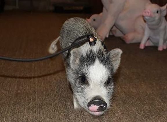 PIGGY POO AND CREW 12' Adjustable Mini Pig Harness & Leash, Black ...