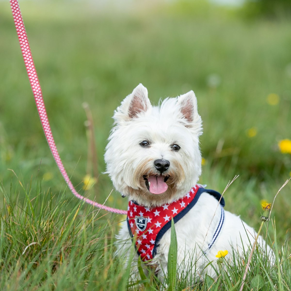 Out of Stock - HUGO & HUDSON Printed Dog Leash, Red, Medium/Large ...