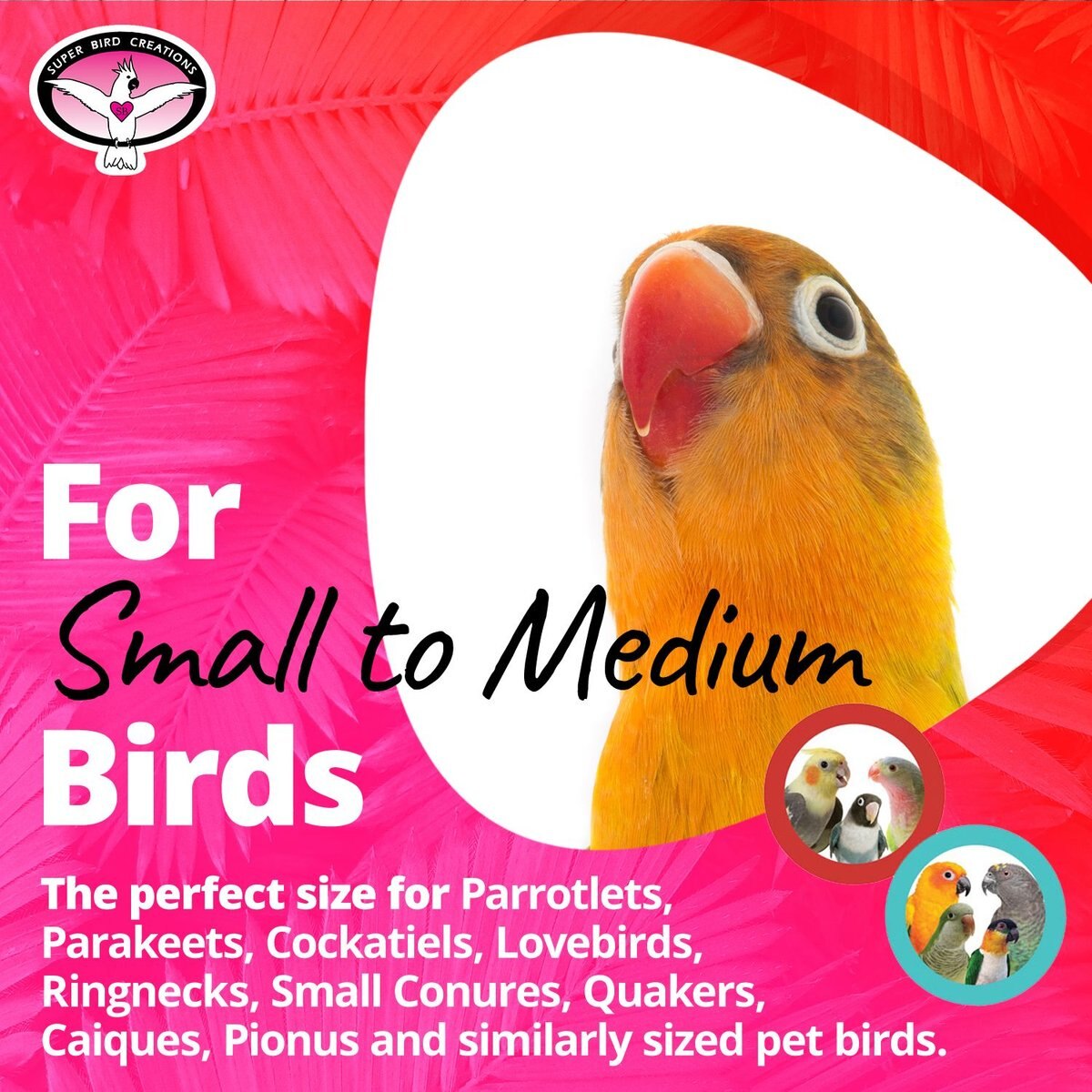 SUPER BIRD CREATIONS Firecracker Sticks Bird Toy, 5 count - Chewy.com