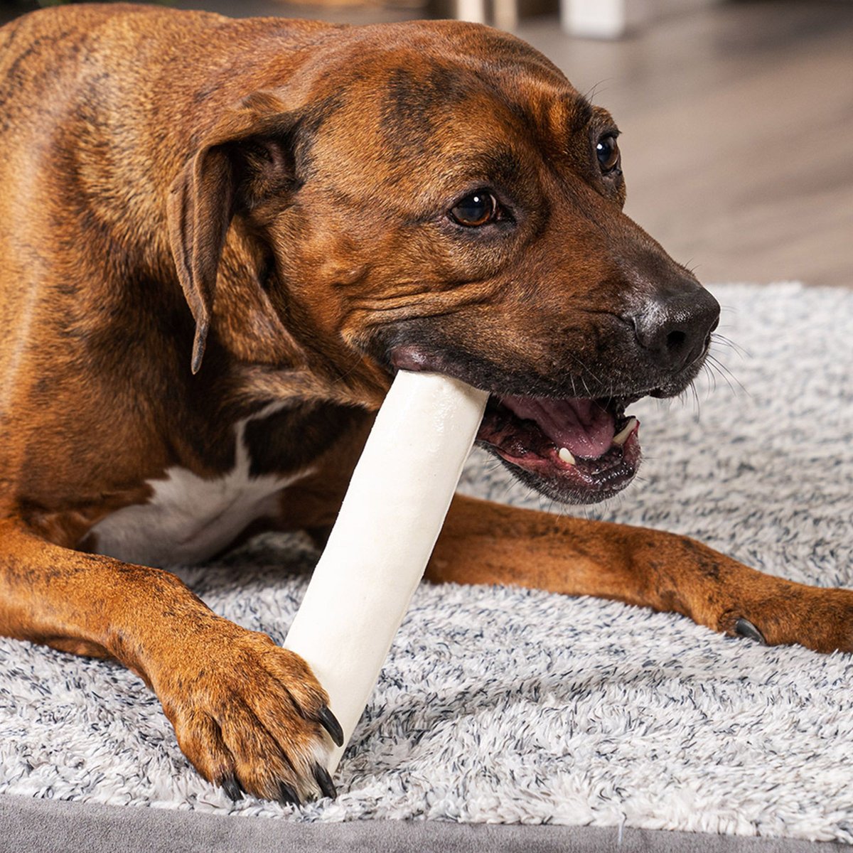 PET FACTORY Beefhide 8-inch Rolls Natural Flavored Dog Hard Chews, 15 ...