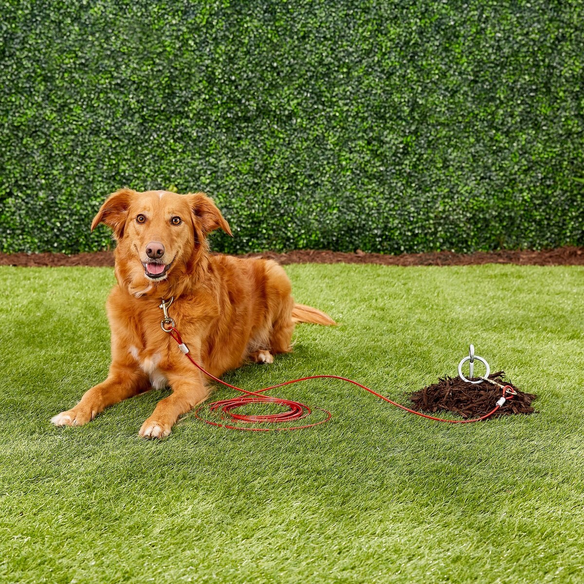 FOUR PAWS Medium Weight Tie Out Cable, 20-ft - Chewy.com