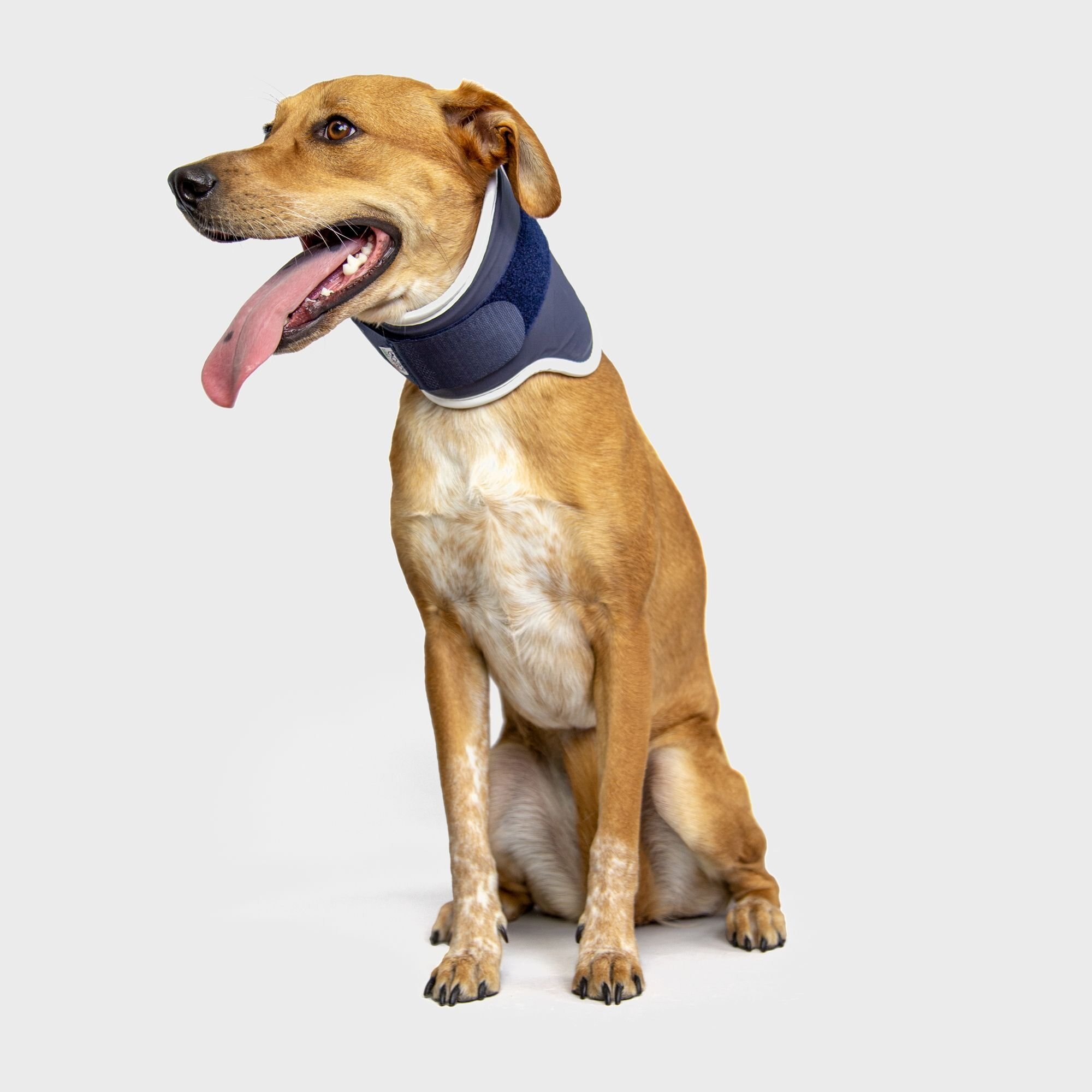 Questions and Answers about BALTO Rigid Dog Neck Brace