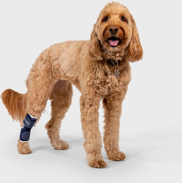 BALTO Dog Hock Brace, X-Small - Chewy.com