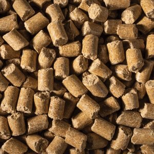 10 Best Rat Foods 2025: According to Reviews | Chewy