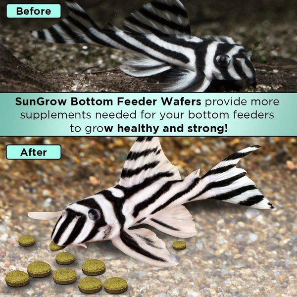 SUNGROW Algae Wafers Bottom Feeder, Snail & Pleco Sinking Fish Food, 2. ...