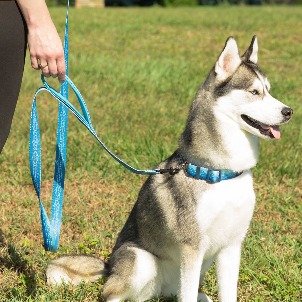 LEASH BOSS Two Handle Dog Leash, 6-ft long, Blue - Chewy.com