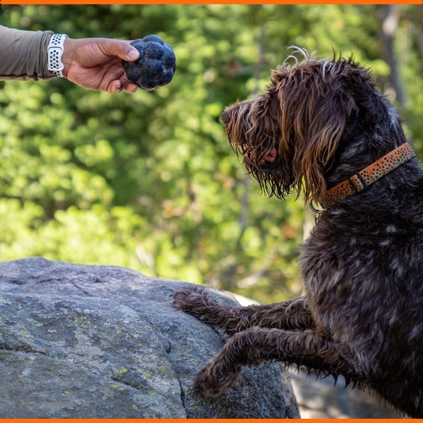 MONSTER K9 DOG TOYS Ultra Durable Tumbler Interactive Dog Toy, Black ...