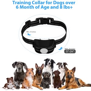 10 Best Electric Dog Training Collars 2024: According to Reviews | Chewy