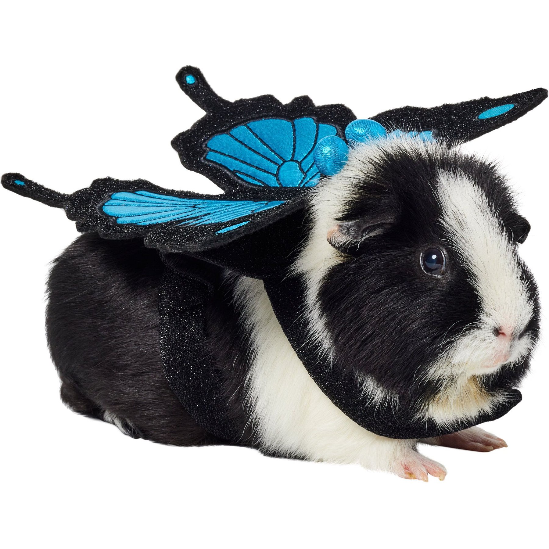 Out of Stock - FRISCO Small Pet Butterfly Wings - Chewy.com