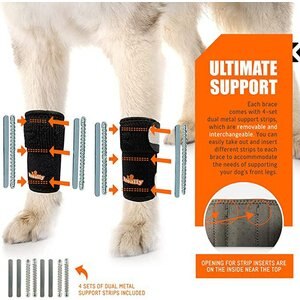 8 Best Braces & Splints for Dogs 2024: According to Reviews | Chewy
