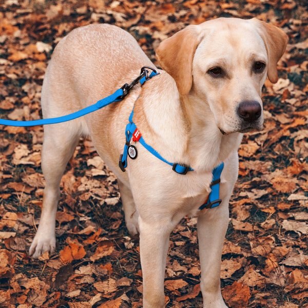 WAUDOG Waterproof Dog Harness with QR Tag, Blue, Large - Chewy.com