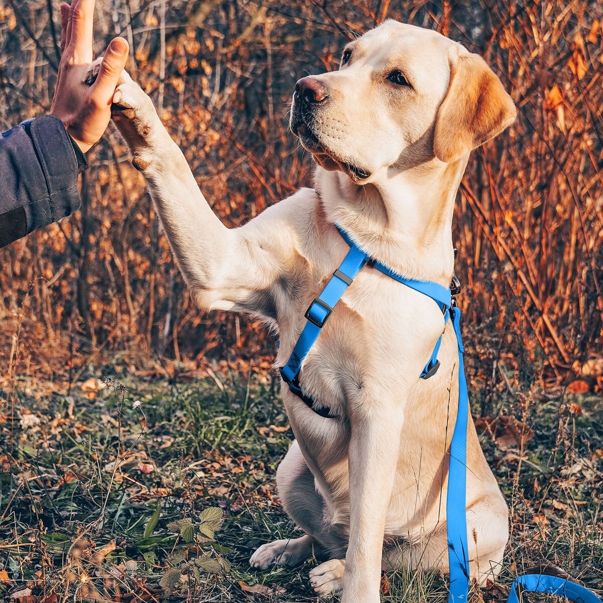 WAUDOG Waterproof Dog Harness with QR Tag, Blue, Large - Chewy.com