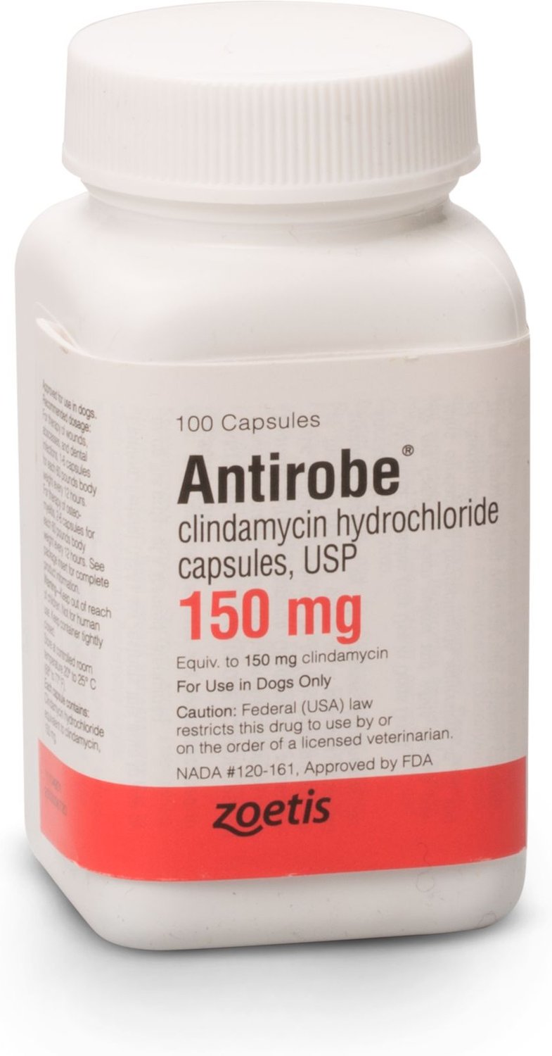 ANTIROBE (Clindamycin HCI) Capsules for Dogs, 150-mg, 60 capsules ...