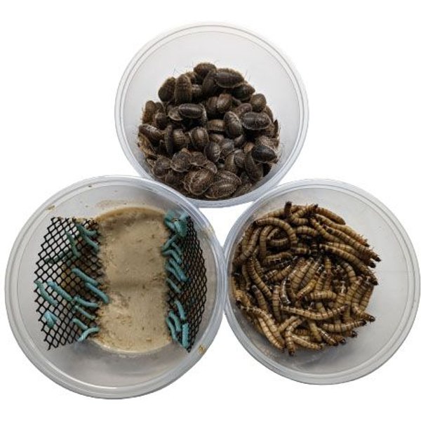 ABDRAGONS Dubia Roach Hornworm & Superworm Live Feeder Combo Reptile ...