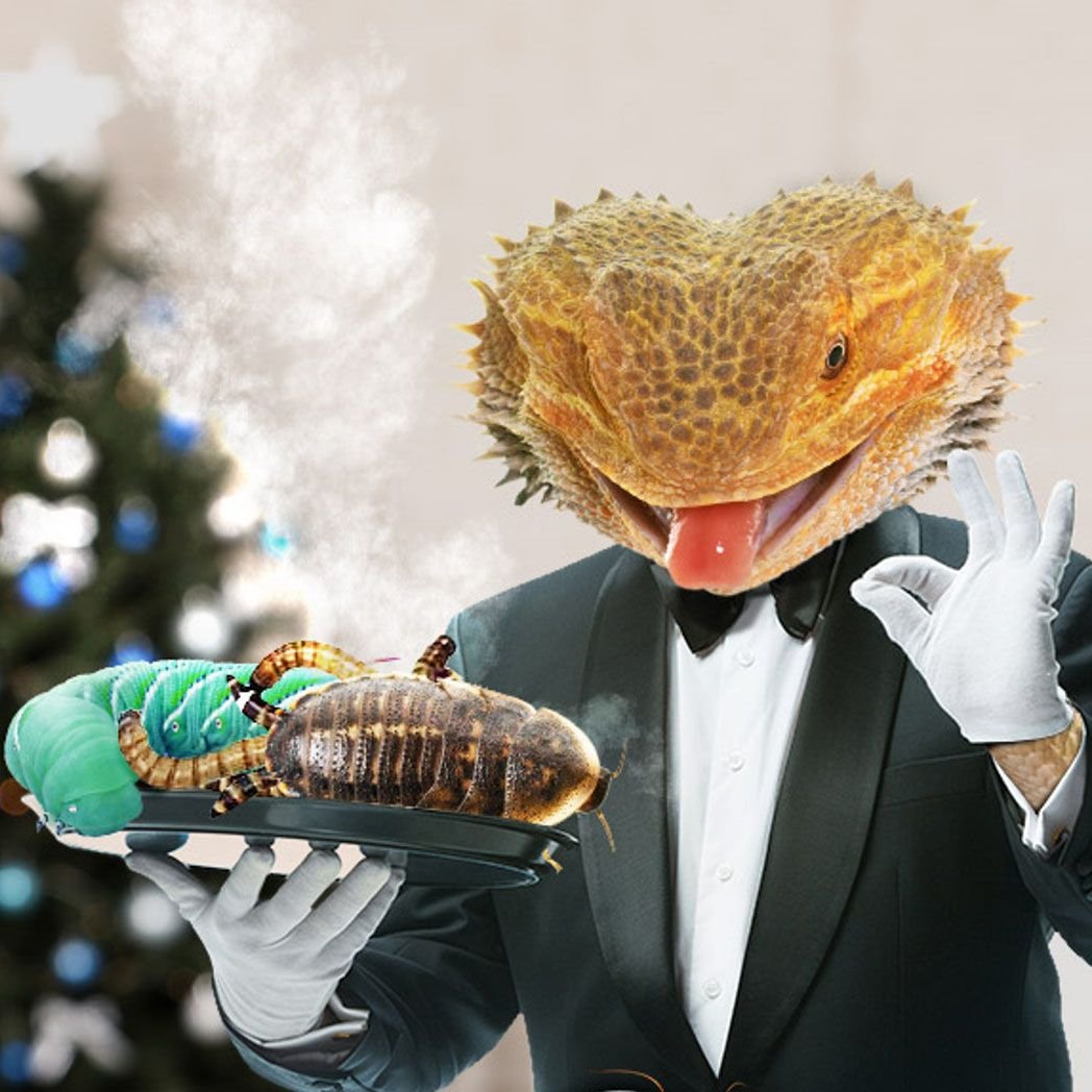 ABDRAGONS Dubia Roach Hornworm & Superworm Live Feeder Combo Reptile ...