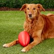 JOLLY PETS Jolly Egg Dog Toy, Red, 8-in - Chewy.com
