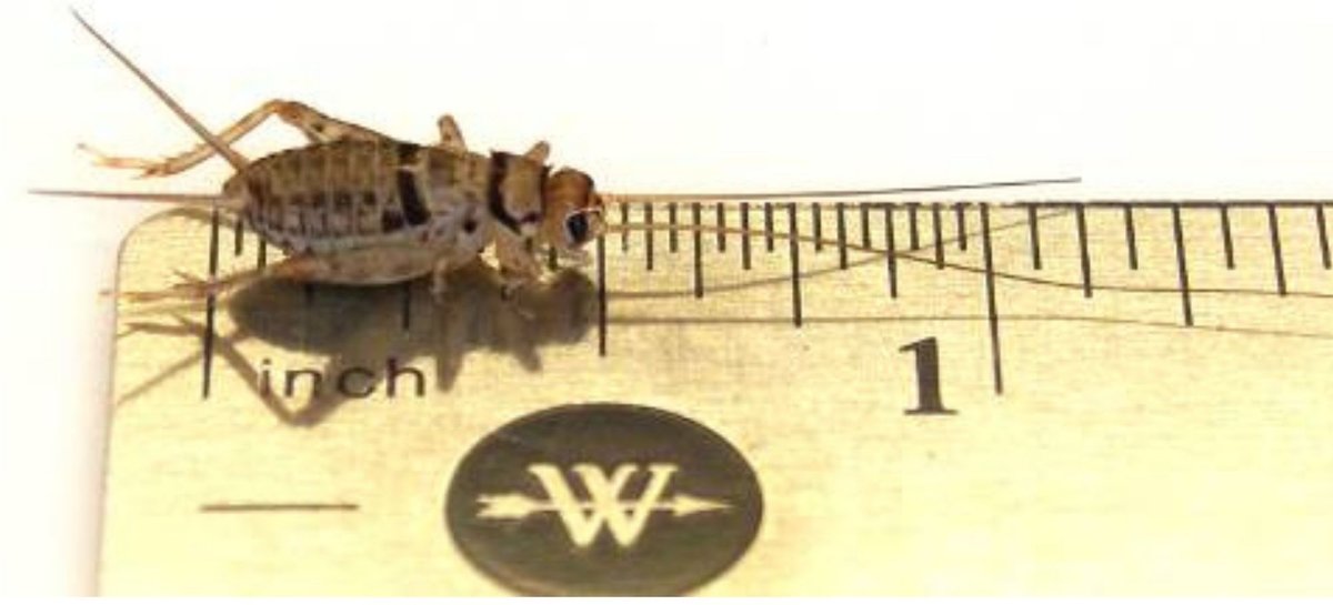 Discontinued - JOSH'S FROGS Pac-Man Frog Feeder Bundle - Chewy.com