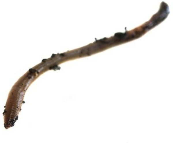 Discontinued - JOSH'S FROGS Pac-Man Frog Feeder Bundle - Chewy.com