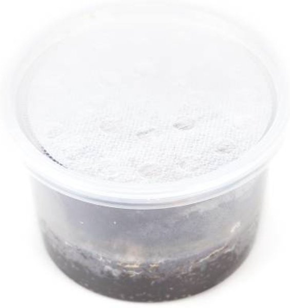 Temporarily Unavailable - JOSH'S FROGS Dwarf Aquatic Frog Feeder Bundle ...