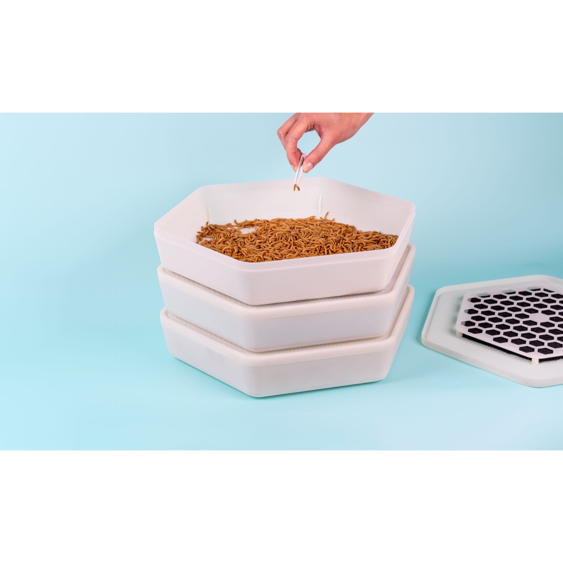 THE BUG FACTORY Mealworm Growing Pod Reptile Feeder, White & Green ...