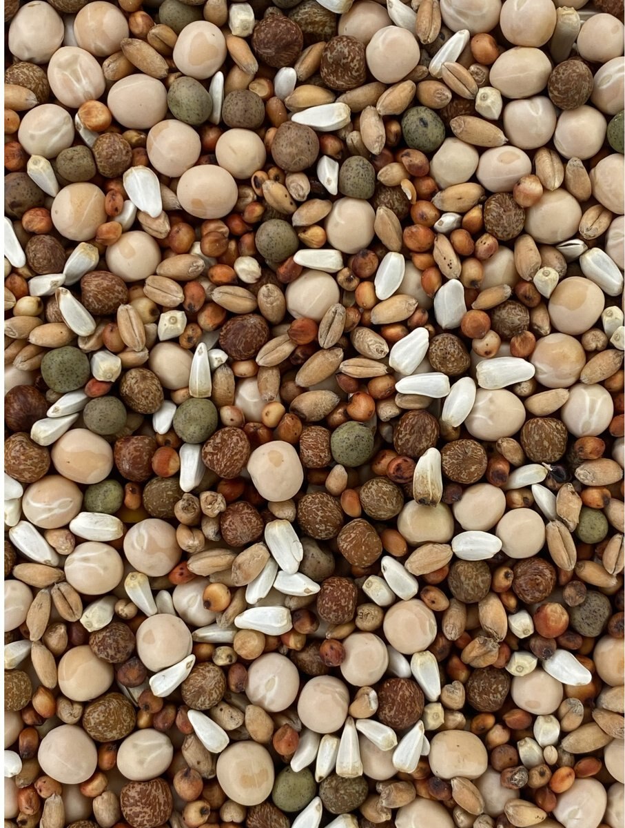 VERSELE-LAGA Classic Pigeon Food Blends 15% No Corn Pigeon Food, 50-lb bag, bundle of 3 - Chewy.com