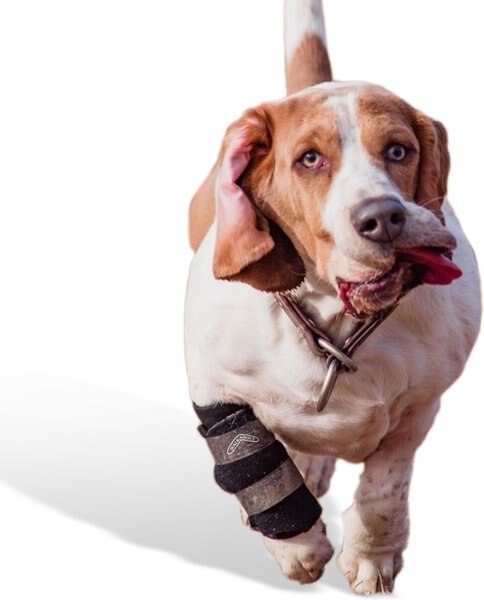 WALKABOUT Carpal Support Dog & Cat Brace, Medium - Chewy.com