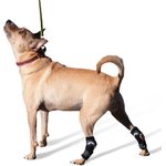 Out of Stock - LABRA Extra Supportive Dog Hock Brace, Large - Chewy.com