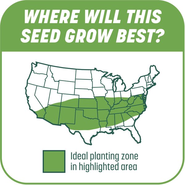 PENNINGTON Smart Patch Tall Fescue Mix Dog Lawn-Treatment & Grass Saver ...