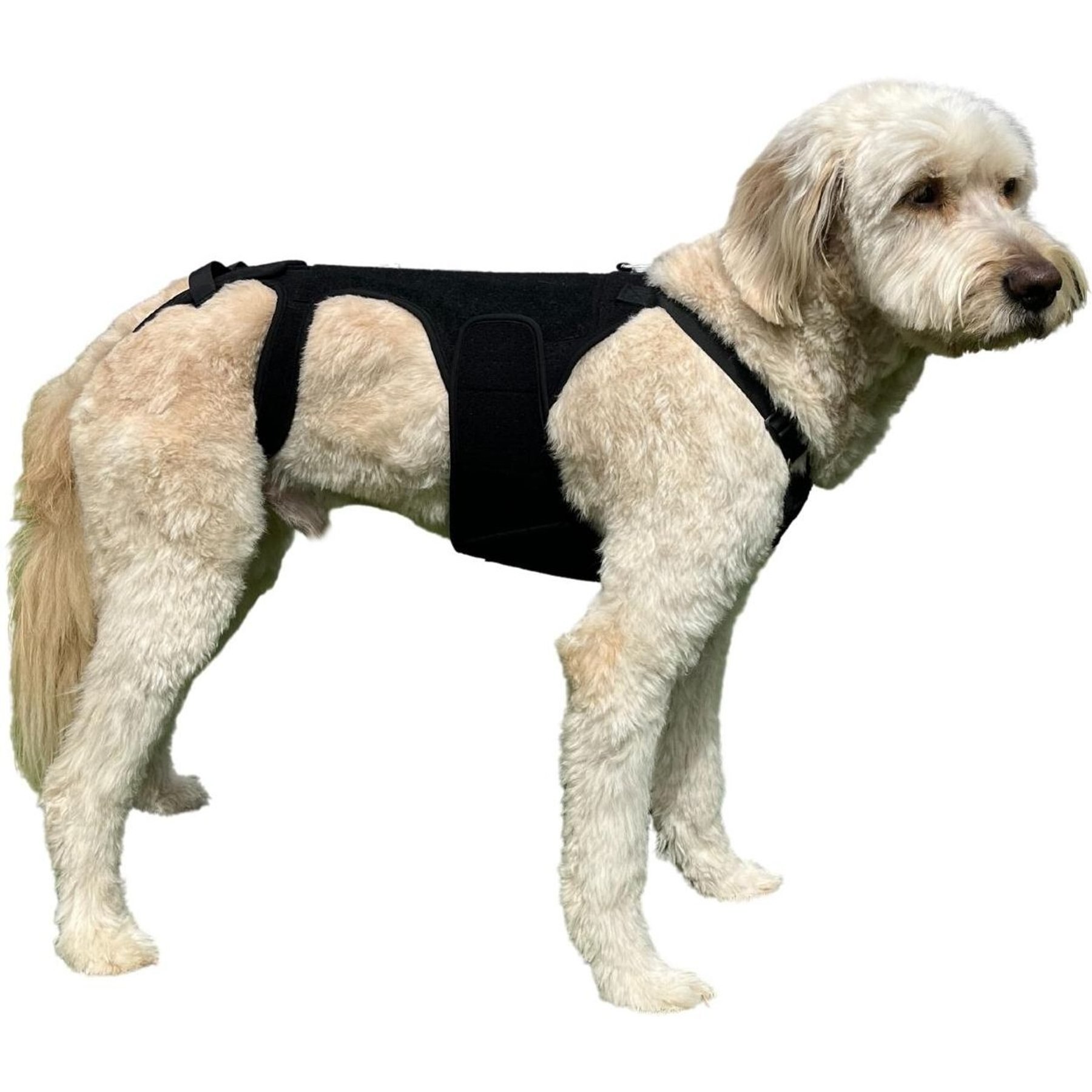 LABRA IVDD, Spine Injury & Arthritis Dog Back Brace, Medium - Chewy.com